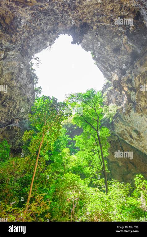 Trees In Cave Nature Green Trees Stock Photo Alamy