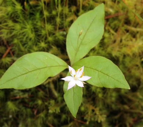 Trientalis Latifolia Subsp Latifolia Broad Leaved Starflower White Flowered Wildflowers