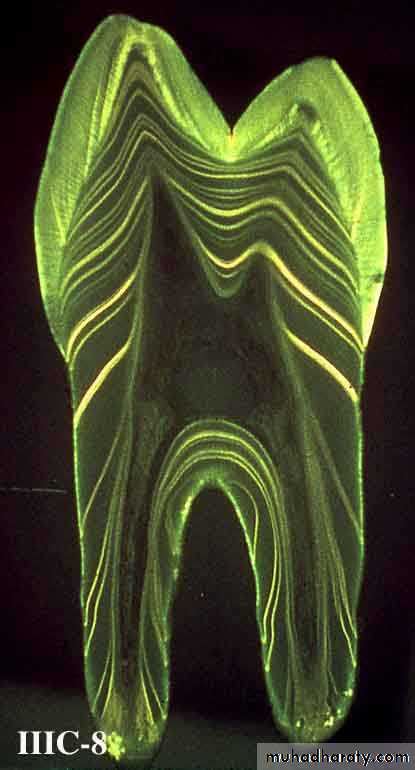 Dentin Pptx Dr Duran Muhadharaty