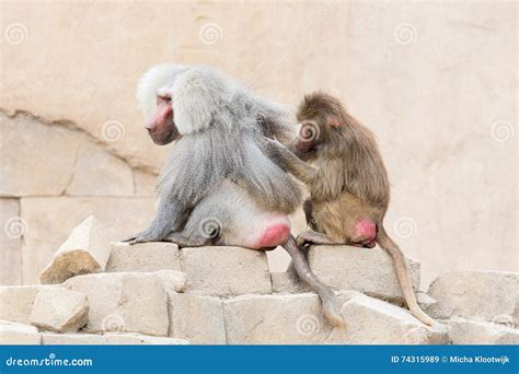 Monkey Grooming Another Monkey Stock Image Image Of Mammal Bali