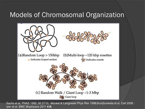Ppt Analysis Of Higher Order Chromatin Structure Powerpoint