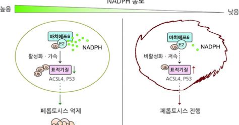 국내 연구진 암세포 죽이는 새 항암치료법 개발