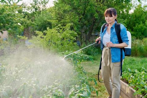 Comprehensive Vegetable Garden Fertilizer Recommendations For Thriving