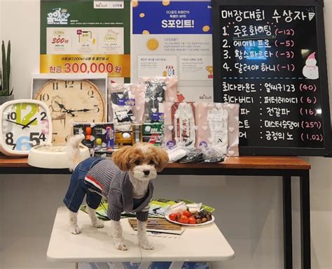 엘리시아 Sg스크린골프 2025 스크린골프 후기가격 비교는 김캐디