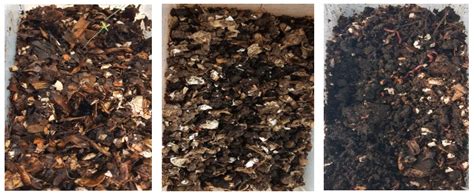 Pre Composting And Vermicomposting Of Pineapple Ananas Comosus And