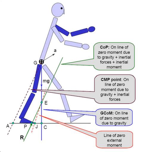 Angular Momentum In Humanoid Robot Balance Control