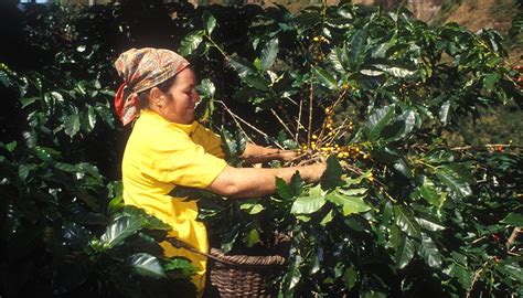 About Us Java Trading