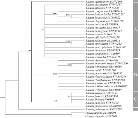 strict consensus tree from maximum parsimony mp analysis based on