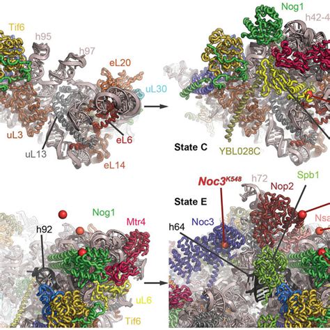 assigning structurally uncharacterized rbfs to specific 60s cryo em