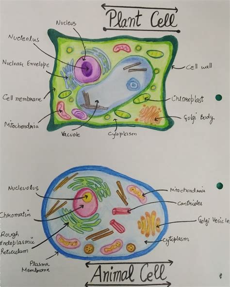 The Cell Cycle Worksheet Study Guide Artofit