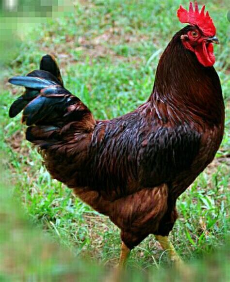 කිරි ගවයින් ඇති කිරීමේ කිරි ගවයින් ඇති කිරීමේ සංගමය