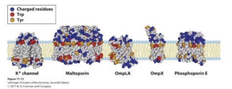 MCDB Chapter Biological Membranes And Transport Flashcards Quizlet