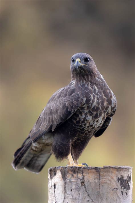 Imperial Eagle And Egyptian Mongoose Hide Photo Logistics