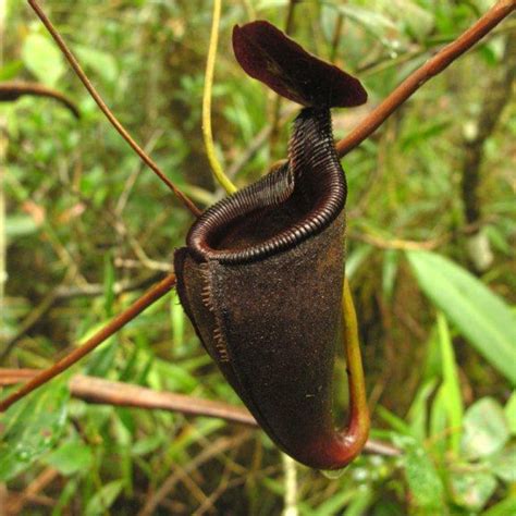 Nepenthes Leonardoi Seeds Nepseeds