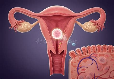 Illustration Of Female Reproductive System Ovulation Stock Illustration