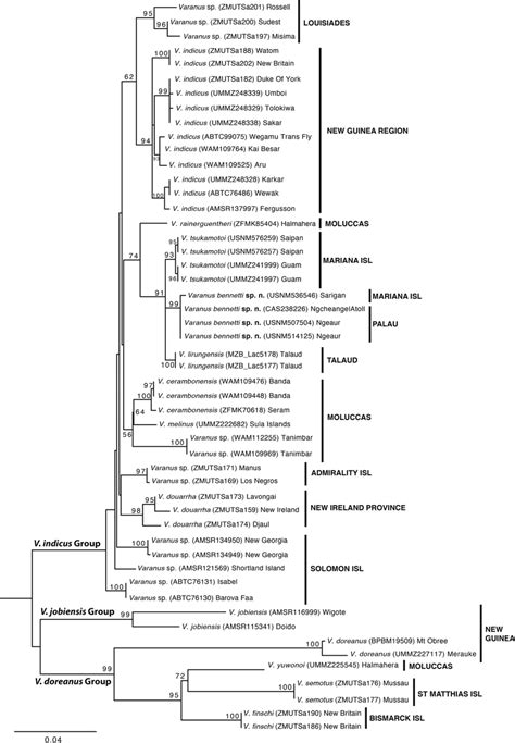 Optimal Maximum Likelihood Tree Resulting From The Raxml Analysis