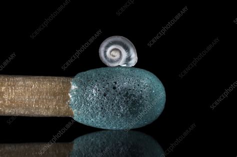 Mollusc On Match Light Micrograph Stock Image C056 8323 Science Photo Library