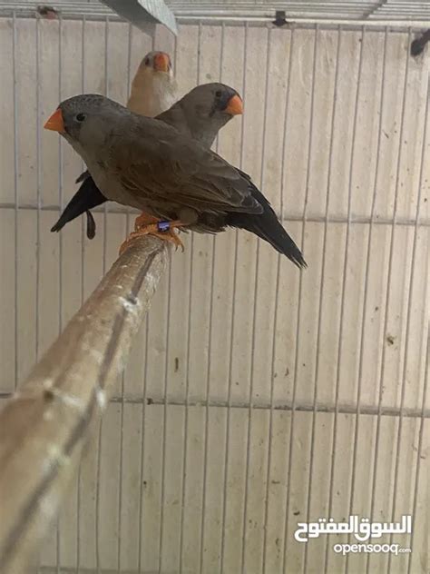 طيور جنه زيبرا طفرات ومستويات خرافية للبيع اقرأ الوصف 246162573