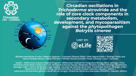 Circadian Oscillations In Trichoderma Atroviride And The Role Of Core Clock Components In