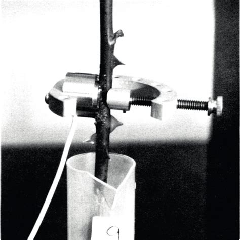 The In Situ Stem Psychrometer Attached To A Rose Stem In A Manner