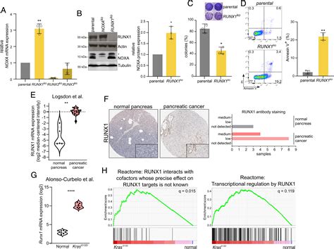 Noxa Expression Drives Synthetic Lethality To Runx1 Inhibition In Pancreatic Cancer Pnas
