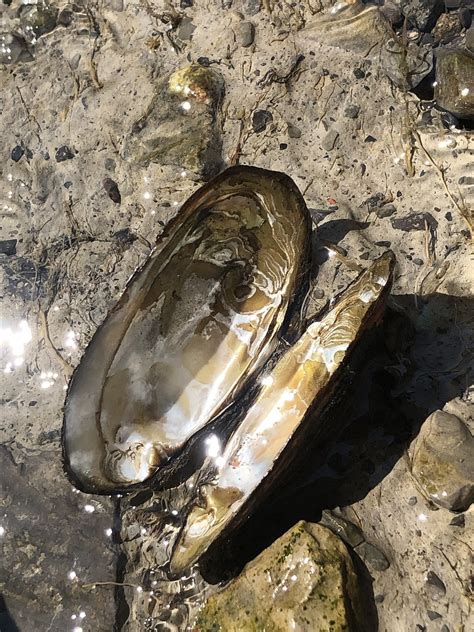 대합 열려있는 집 밖의 Pixabay의 무료 사진 Pixabay