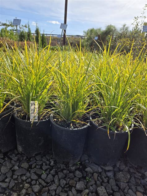 Buy Carex Obnutaslough Sedge The Nursery Outlet