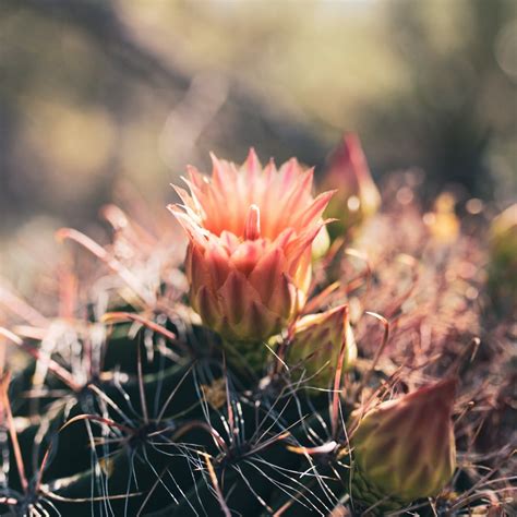 Arizonas State Flower Saguaro Cactus Blossom