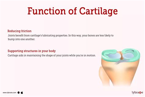 Cartilage Image Human Anatomy Picture Functions Diseases And