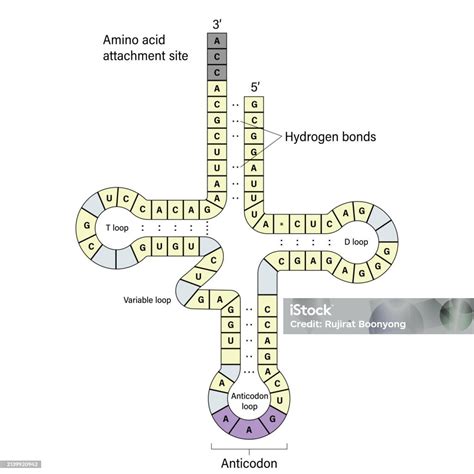 Structure Of Trna Twodimensional Structure Stock Illustration