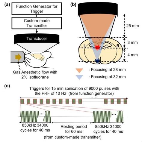 A Experimental Setup For Opening The Bbb Of A Mouse Brain And B The