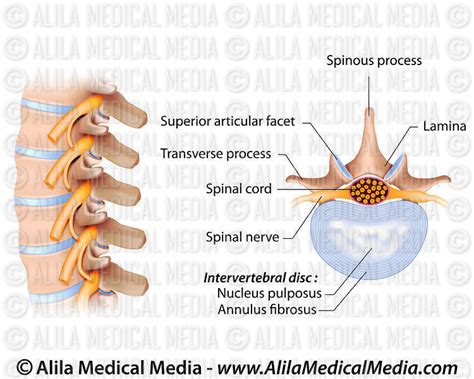 Alila Medical Media Lumbar Vertebra And Disc Medical Illustration