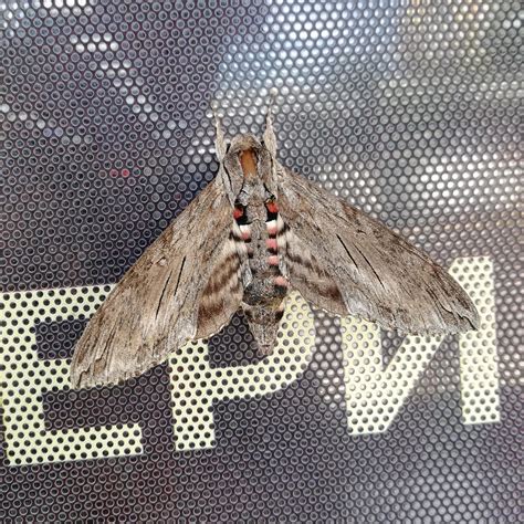 Convolvulus Hawk Moth Agrius Convolvuli By Artipod On Deviantart