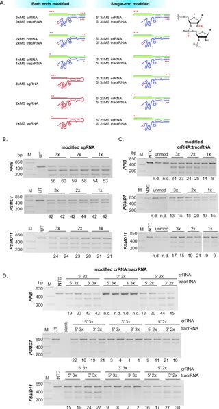 Minimal 2 O Methyl Phosphorothioate Linkage Modification Pattern Of Synthetic Guide Rnas For