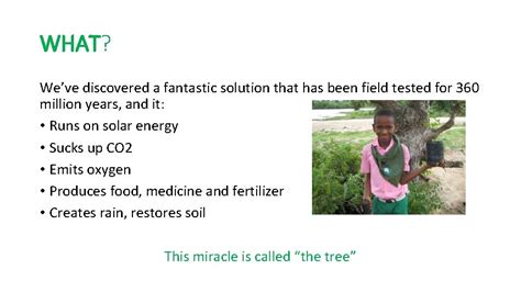 Compassion Tree Project Plant Peace Compassion Tree By