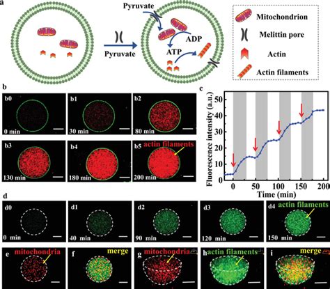 Controllable Polymerization Of Actins A Schematic Illustration Of Download Scientific Diagram
