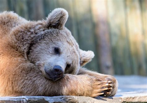 What Prevents Blood Clots In Hibernating Bears What Prevents Blood Clots In Hibernating Bears