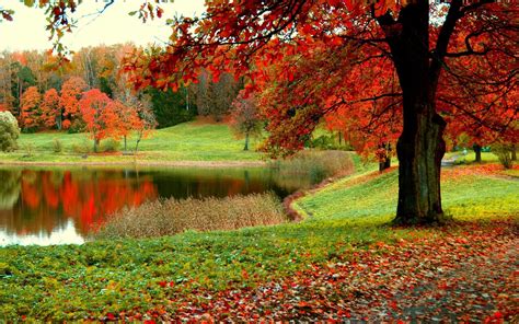 Autumn Park Pond Hd Wallpaper 1920x1200 Wallpaper Abyss