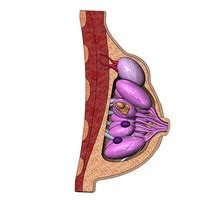 Anatomical Female Breasts 3d Print Model Pinshape