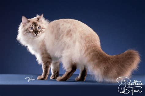 Seal Lynx Spotted Charcoal Cashmere Bengal Blue Background Cat Photo