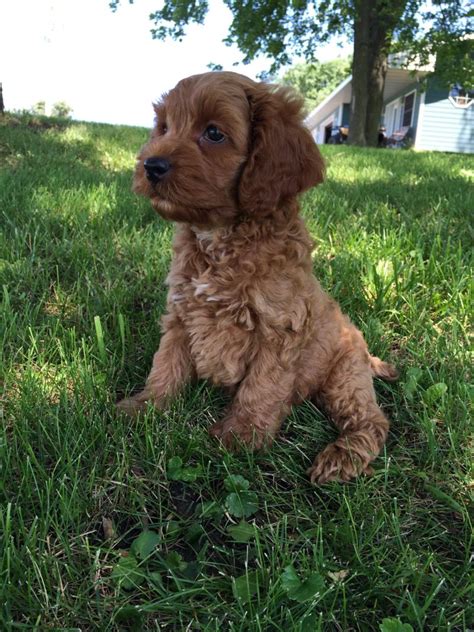 Professional Breeder Dark Red Cockapoo Pup For Sale