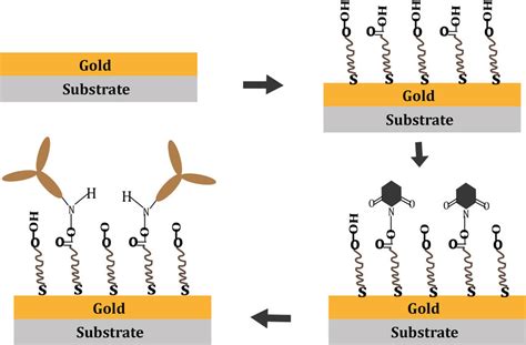 Multilayer Functionalization Of Gold Surface Download Scientific Diagram