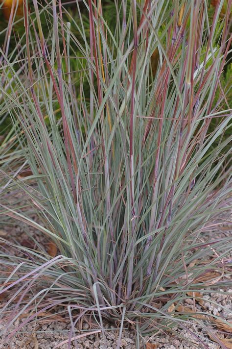 Blue Kangaroo Grass Themeda Triandra ‘true Blue Native Plant Project