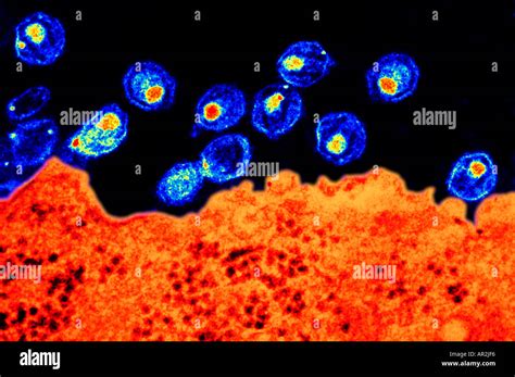 Electron Microscope Virus By