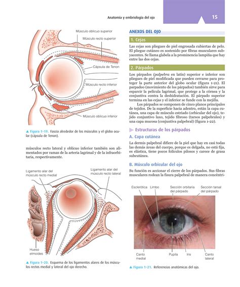 Anatoma Arteria Oftlmica Y Circuitos Del Ojo Origen Trayecto