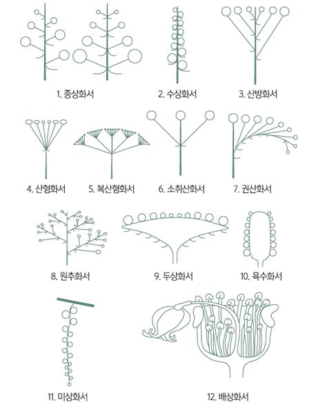 화서꽃차례 알아보기