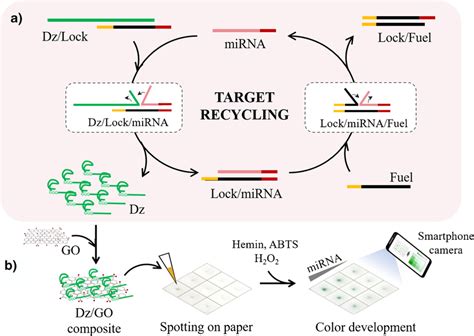 schematic of paper sensor strategy for microrna mirna detection based