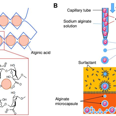 Principle Of Alginate Microcapsule Formation A Schematic Drawing Of Download Scientific