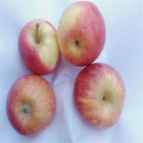 Fruit Detection Object Detection Dataset And Pre Trained Model By Polygence