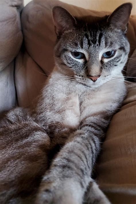 Accidental Selfie R Lynxpointsiamese